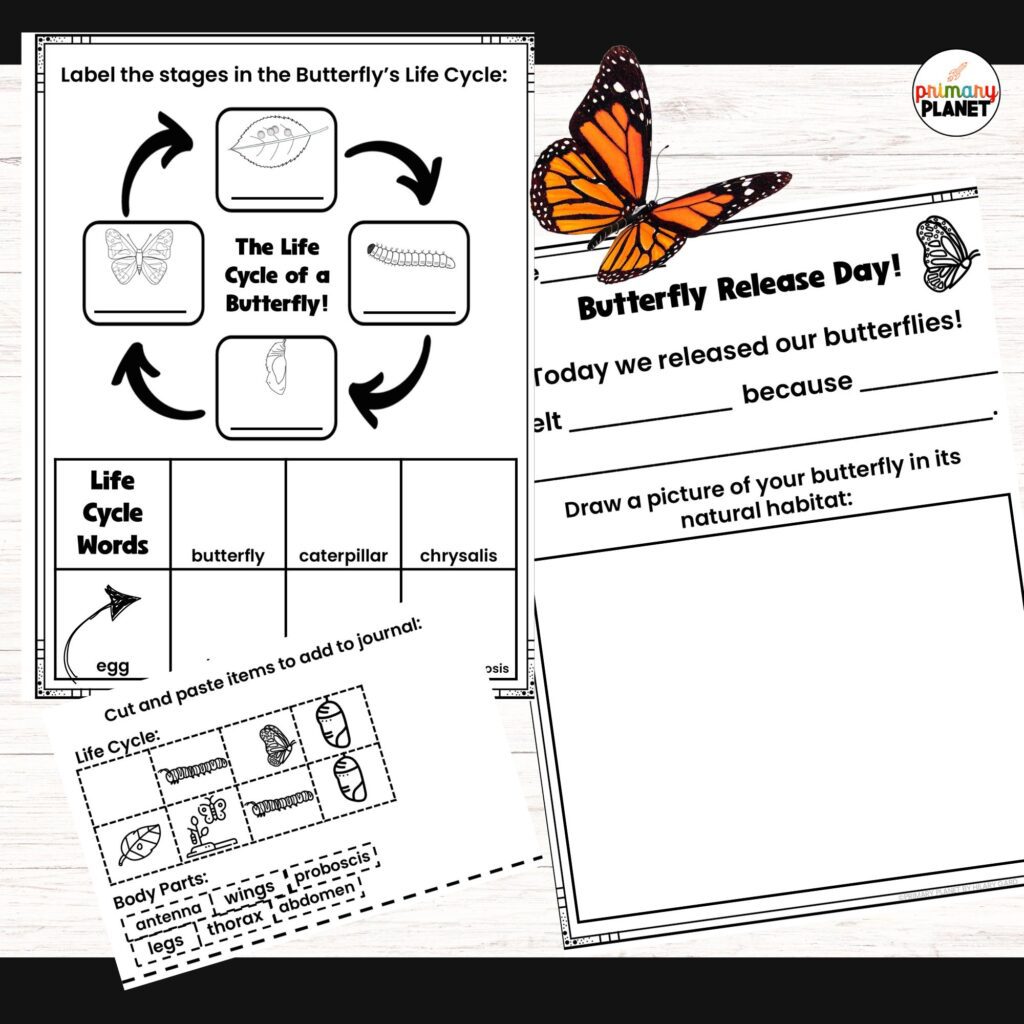 Life Cycle of a Butterfly Observation Journal for Kids Printable ...